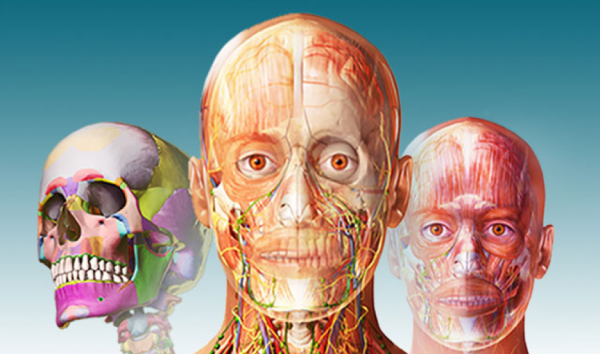 Tech Spotlight: Visible Body 3D Anatomy Online | Stony Brook University ...