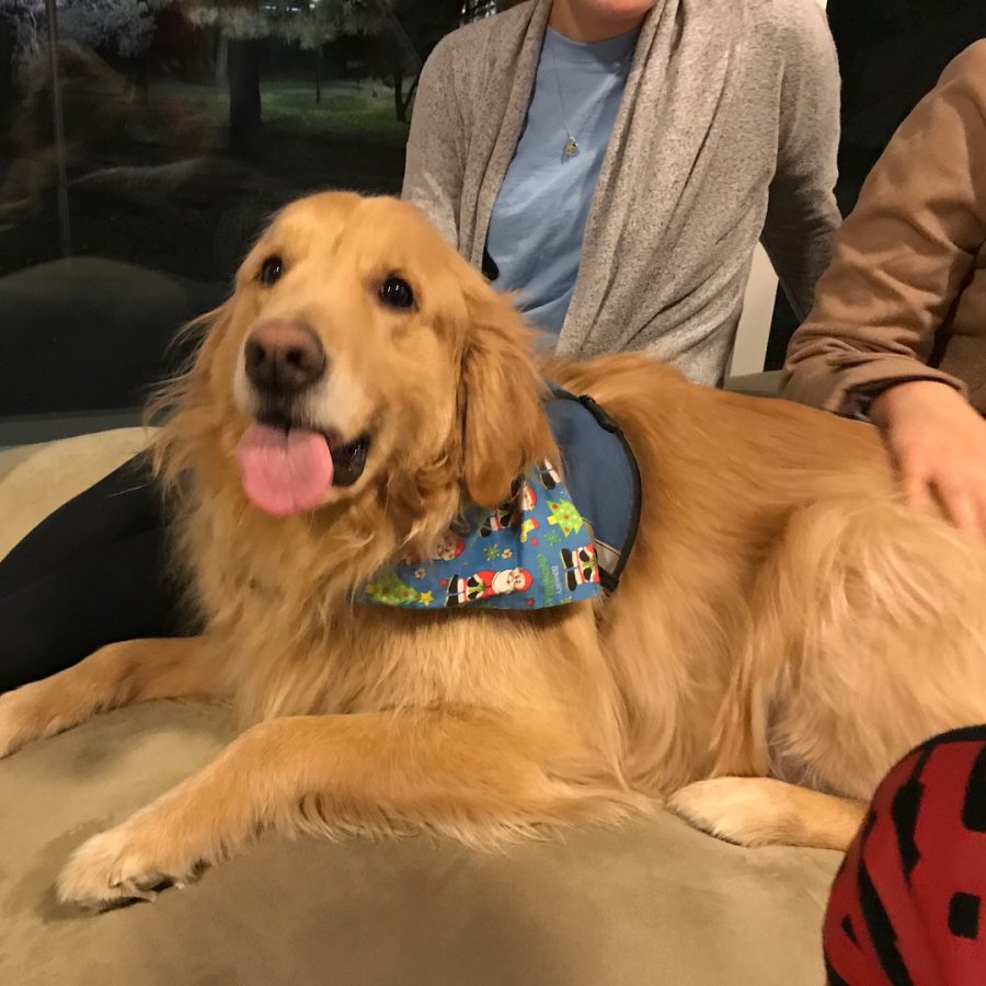 Therapy Dogs Visit Southampton | Stony Brook University Libraries
