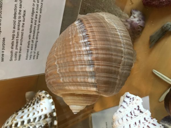 A Walk on the Beach | Stony Brook University Libraries