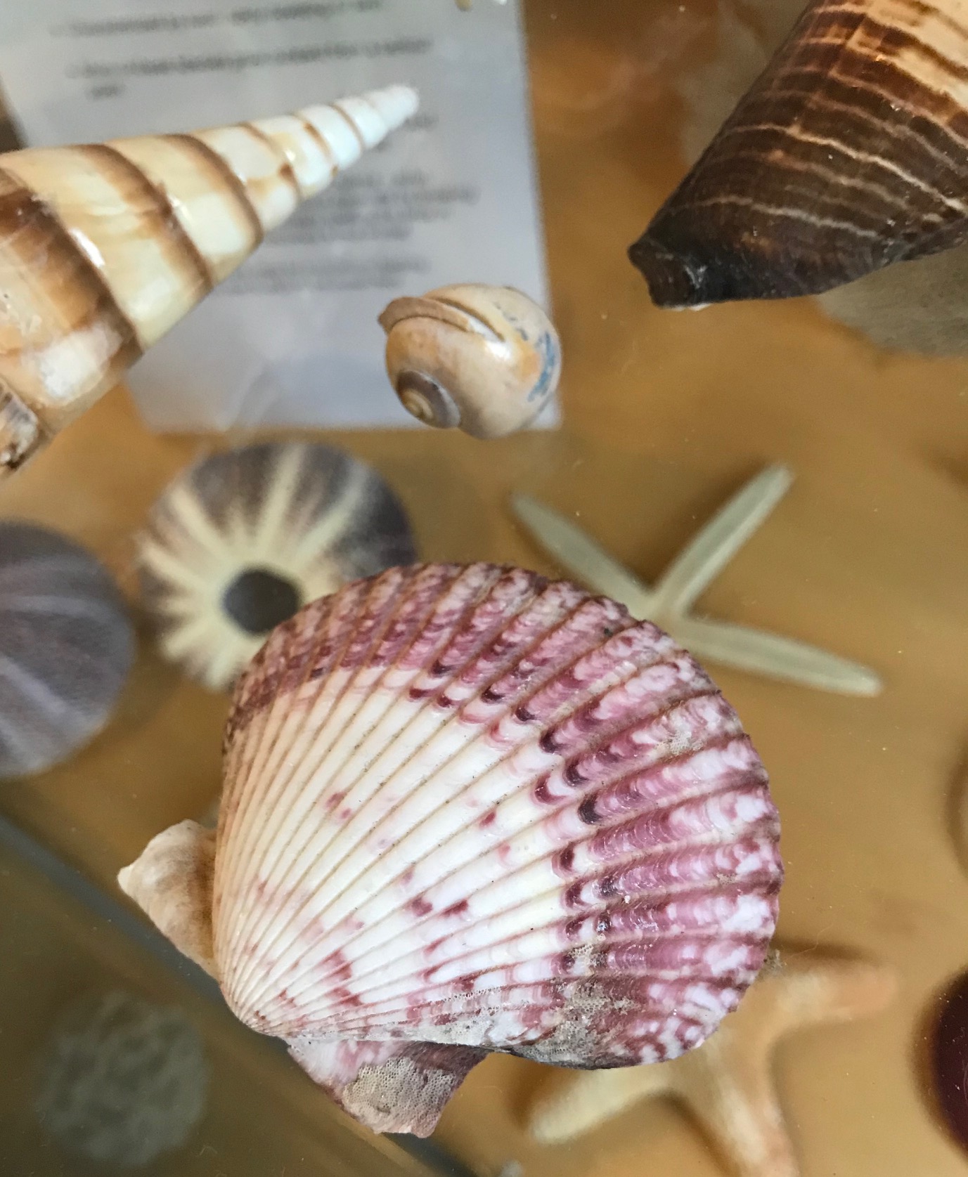 A Walk on the Beach | Stony Brook University Libraries