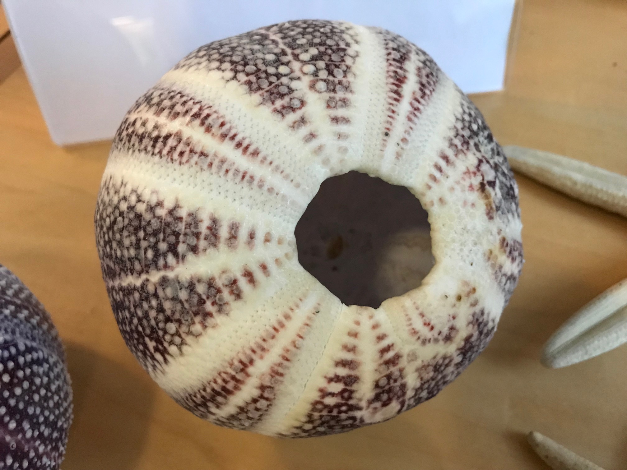 A Walk on the Beach | Stony Brook University Libraries