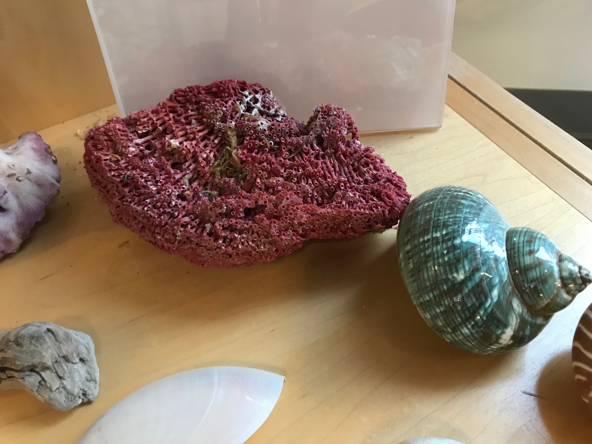 A Walk on the Beach | Stony Brook University Libraries