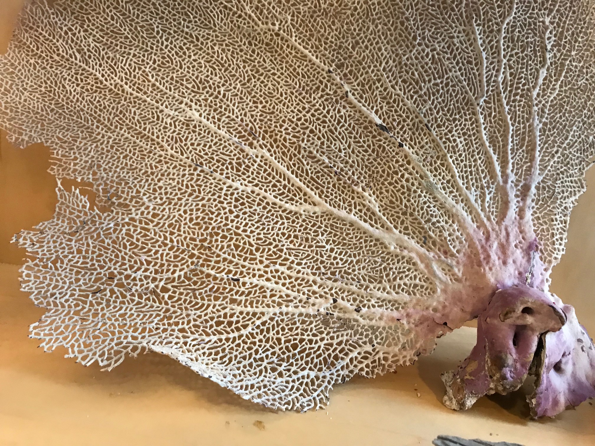 A Walk on the Beach | Stony Brook University Libraries