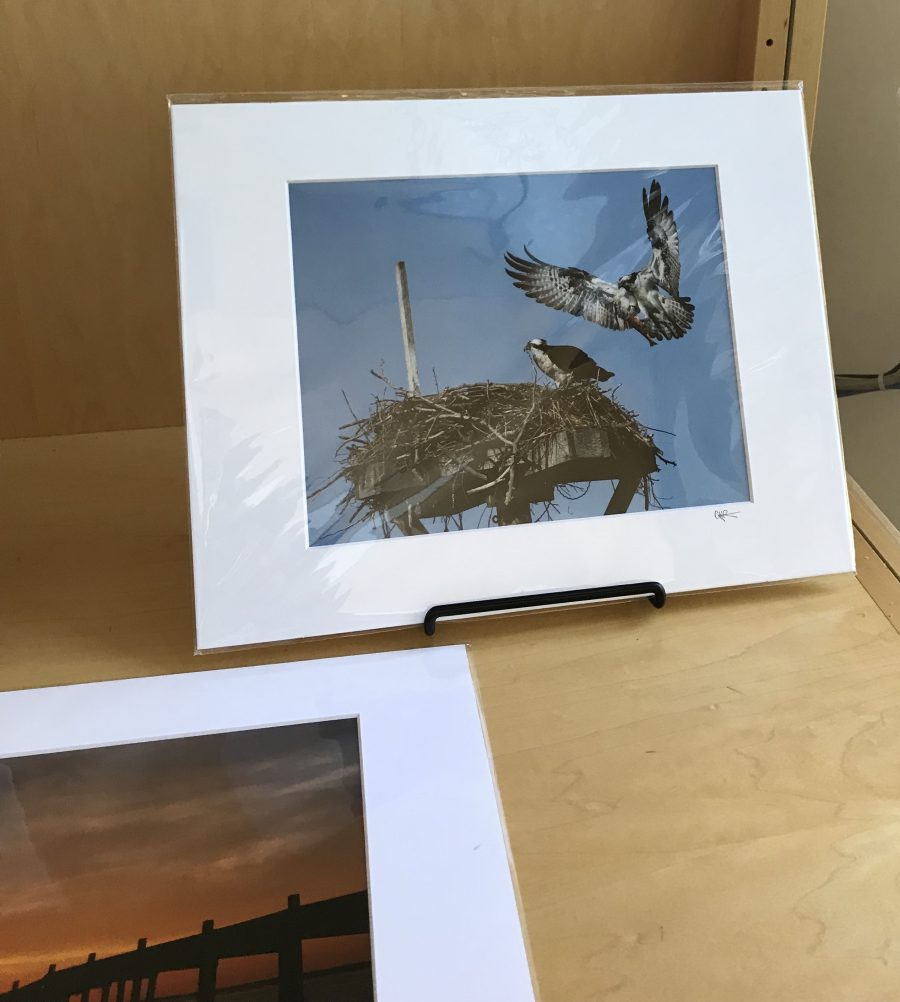 Wild by Nature | Stony Brook University Libraries