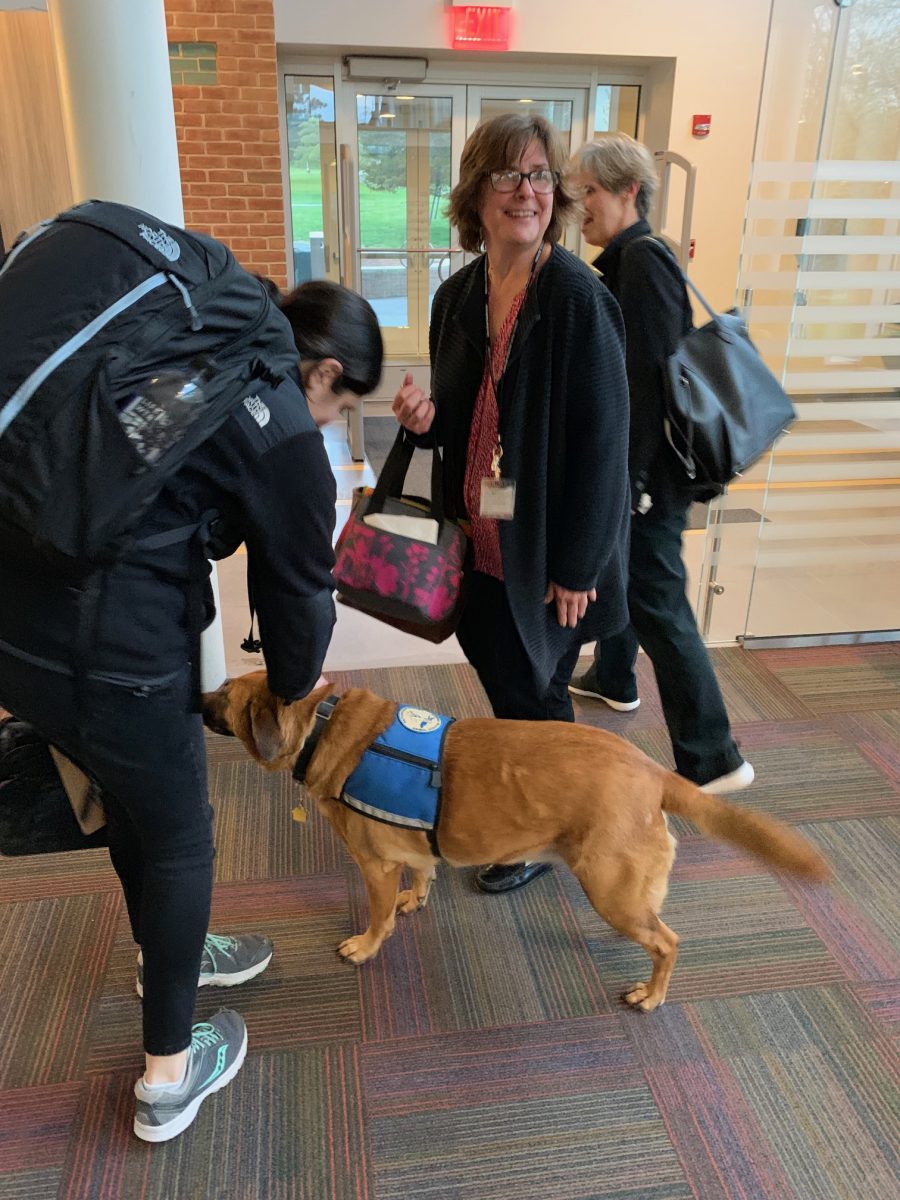 Therapy Dogs at Southampton | Stony Brook University Libraries